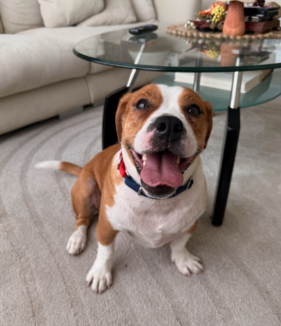 Faces of No-Kill: Dog’s cheekiness charms adopters | Best Friends Animal Society